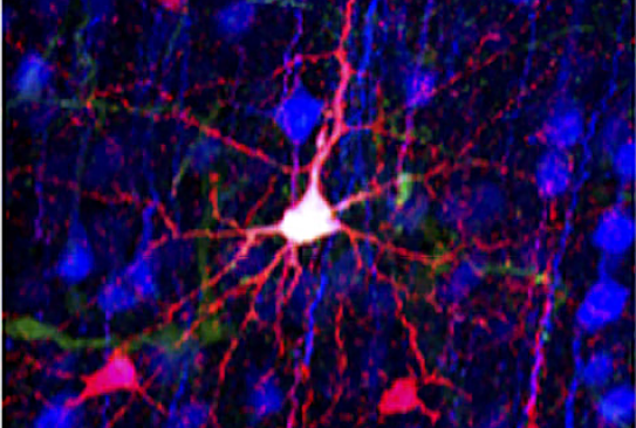 FLARE | Picower Institute