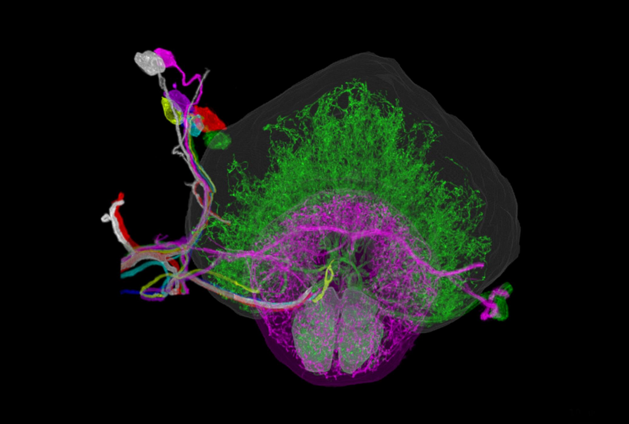 Mapping the brain at high resolution | Picower Institute