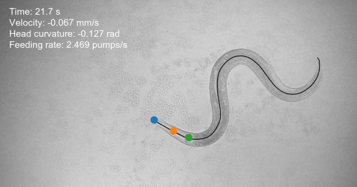Cracking the code that relates brain and behavior in a simple animal ...